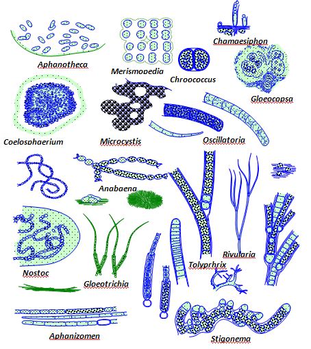 Cyanophyceae Encyclopedia Mdpi
