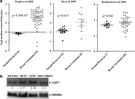 Overexpression Of Caspase 7 Is Erα Dependent To Affect Proliferation