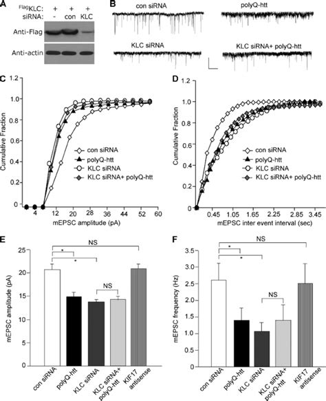 The Polyq Htt Induced Impairment Of Synaptic Ampar Responses Is