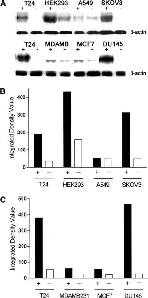 Expression Of The P75 Ntr Protein In Tumor Cells Derived From The A