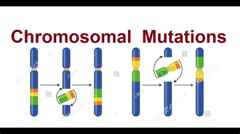 Chromosomal Mutations Types Of Mutations 3d 2024 Youtube