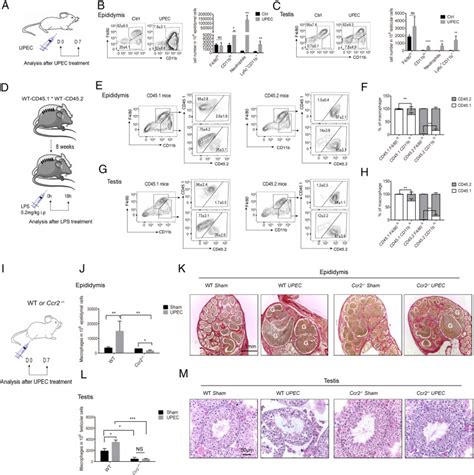 Two Populations Of Self Maintaining Monocyte Independent Macrophages Exist In Adult Epididymis