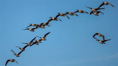 Elasticsearch And Langchain Unlocking The Potential Of Large Language Models Llms