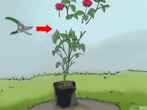 How To Prune Knockout Roses With Pictures Wikihow Knockout Roses