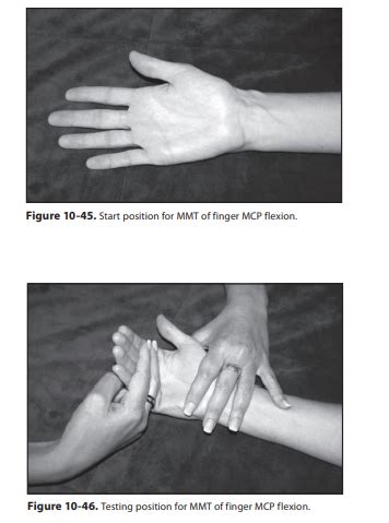 Solved Finger MCP Flexion A Muscle Palpation If Applicable B Testing Answer