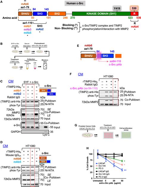Phosy Secretome Profiling Combined With Kinase Substrate Interaction