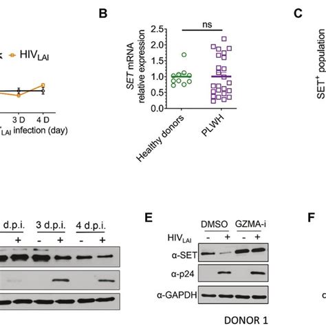 Downregulation Of Set In Pbmcs By Hiv 1 Infection Is Partially Reversed