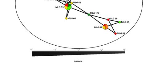 Minimum Spanning Network Based On Bruvos Genetic Distance For Download Scientific Diagram