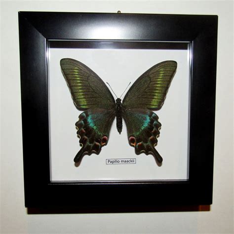 Украшение настенное интерьерное Бабочка в рамке Б36 купить по доступным ценам в интернет