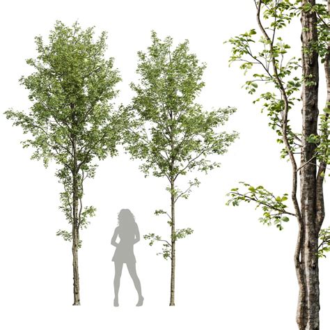 Alnus Glutinosa 2 3d Model For Vray Corona