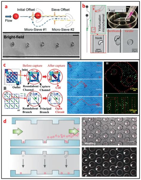 Microfluidic Single Cell Manipulation And Analysis Methods And Applications Pmc
