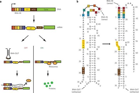 Schematic Of Sense Rna In And Antisense Rna Out Interaction A Download Scientific Diagram