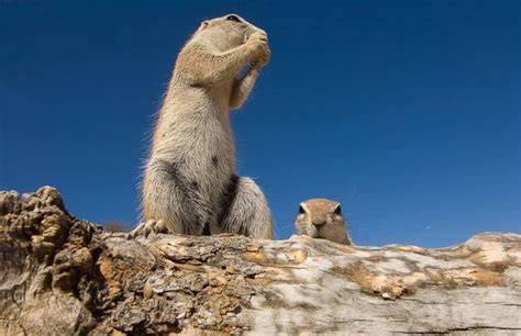 گوفر؛ جونده خجالتی