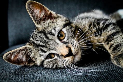 3 Most Advanced Widget In Flutter That No One Uses By Ranjan Kumar