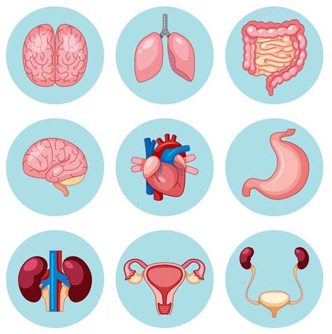 Organs Clipart Respiration Pencil And In Color Organs