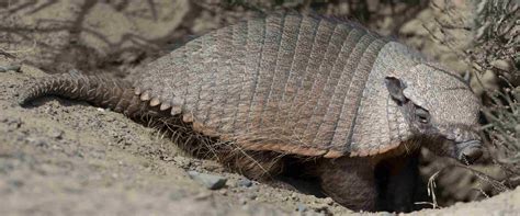 Armadillo Predator Southern Three Banded Armadillo Pwpk