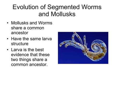 Segmented Worms Ppt