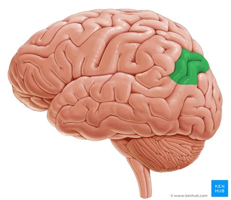 Angular Gyrus Anatomy Location And Clinical Points Kenhub