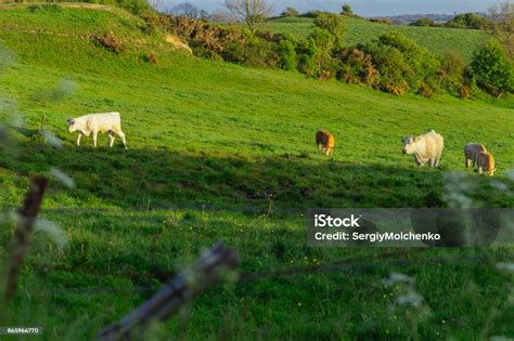 잔디 그린 필드에는 밝은 화창한 날에 방목 하는 소 노르망디 프랑스 가축 사육 및 산업 농업 개념 여름 Countriside 조 경 및 길 들 여 진 가축 목장 가축떼에