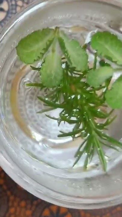 로즈마리와 애플민트 차 한잔의 여유 Shorts 힐링 행복 Youtube