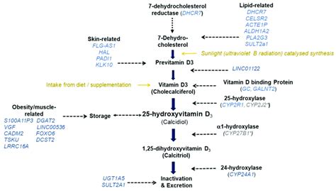 Possible Role Of Selected Replicated Variants In The Vitamin D Pathway