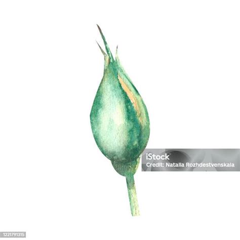 흰색 배경에 미개봉 복숭아 색 장미 꽃 봉오리 수채화 일러스트레이션 결혼식에 대한 스톡 벡터 아트 및 기타 이미지 결혼식 공휴일 그림 그리기 Istock