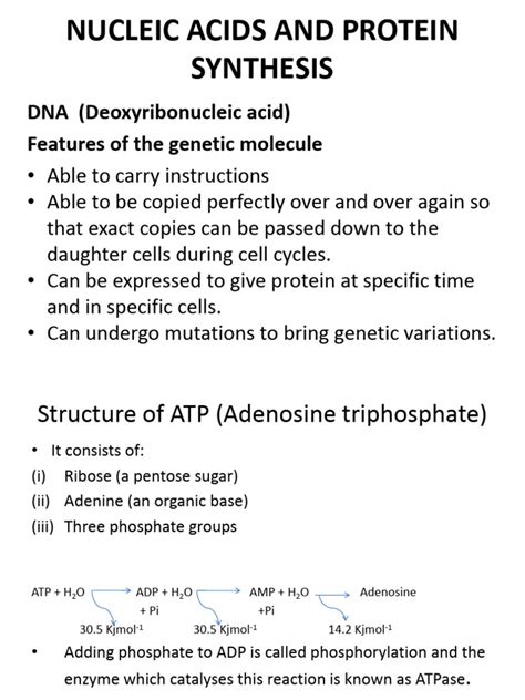Dna And Rna Structure And Function Pdf Ribosome Rna