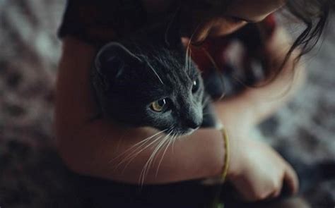 დამტკიცებულია მეცნიერულად სახლში კატის ყოლის კარგი მიზეზები