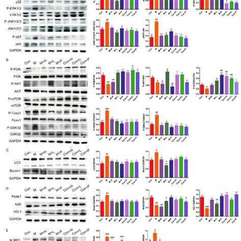 Paos Improved Islet β Cell Function And Downregulated Its Apoptosis In