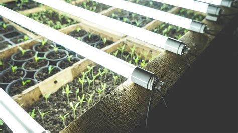Pumpkin Pollination A Gardeners Guide