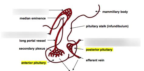 Overview Of The HPA And Feedback Loops Diagram Quizlet