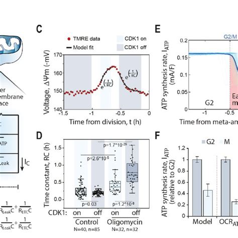 Mitochondrial ATP Synthesis Is Inhibited In Mitosis A B Electrical Download Scientific