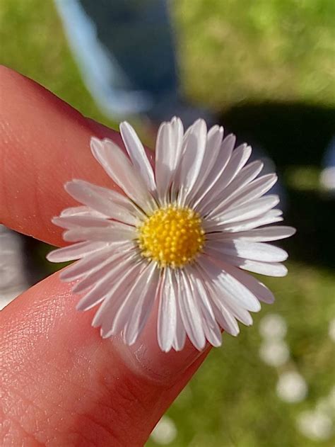 Pin By Amber Alvarez On Tik Tok Daisy Flower Flower Letters Daisy Girl