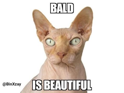 Bald Is Beautiful Funny Sphynx Cat Meme Funny Cat Memes Cat Memes