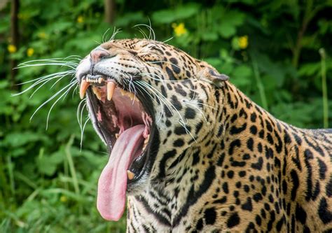 Jaguar Predator Wild Cat Free Photo On Pixabay