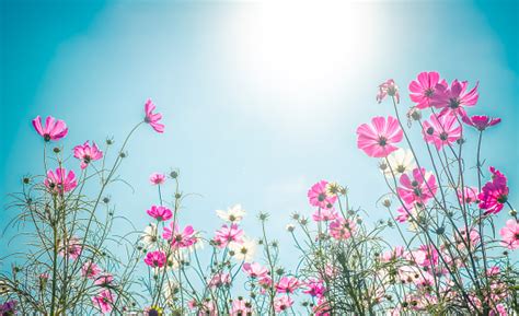 Fokus Lembut Abstrak Bunga Sakura Atau Sakura Pada Pastel Foto Stok Unduh Gambar Sekarang Istock