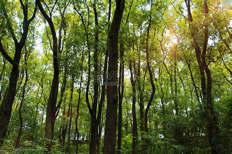 숲 사진 무료 다운로드 Lovepik