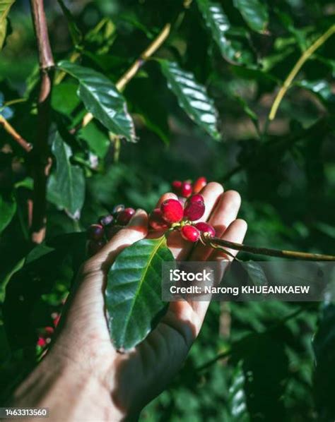 농업인의 손에 의해 커피 열매를 수확 손으로 숙성 된 붉은 커피 콩 농부 신선한 커피 레드 베리 가지 커피 나무에 농업 아라비카 커피 마실 것에 대한 스톡 사진 및 기타