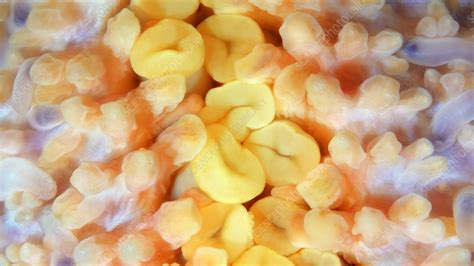 Starfish Leg Stock Image C0608881 Science Photo Library