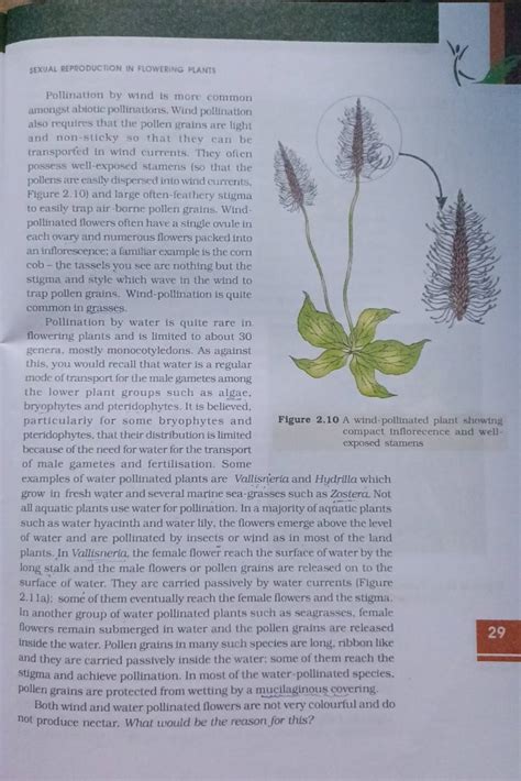 Sexual Reproduction In Flowering Plants Pollination By Wind Is More Commo
