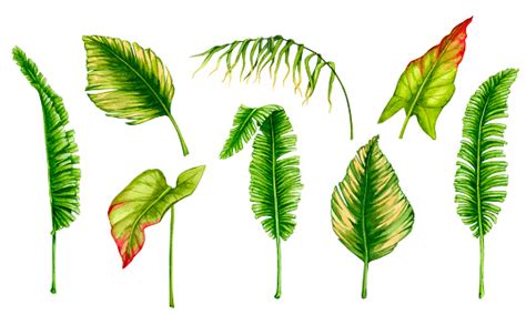 열대 나뭇잎 수채화 클립아트 세트입니다 사실적인 식물 그림입니다 초대장 포스터 엽서 인사말 카드 배너 문구류 직물 인쇄 등을 위한 디자인 요소 0명에 대한 스톡 벡터 아트