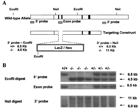 A Schematic Diagram Of The Derivation Of Ghrelin Ϫ Ϫ Mice By Download Scientific Diagram