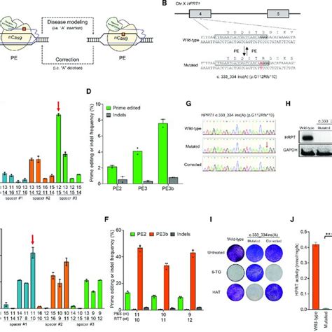 introduction and correction of patient derived hprt1 mutation using pe