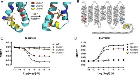 Cluster Mutations Confirm P6 As An Allosteric Site A The Positions Of