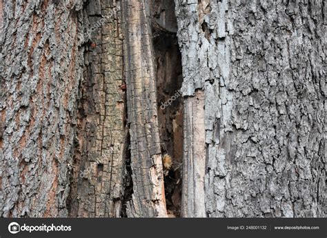 Beautiful Tree Bark Background Texture Stock Photo By GalinkaLB 248001132
