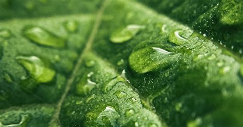 집 밖의 거친 고요한 광합성 나뭇잎 녹색 녹지 디테일 매크로 베르데 비브 란 테 봄 비 빗방울 상쾌한 생물학 생태 성장 수분 수직 쐈어