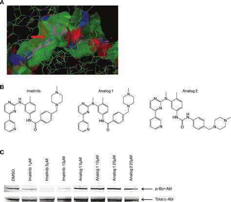 Cocrystal Structure Of Imatinib And C Abl Kinase And Design Of C Abl Download Scientific