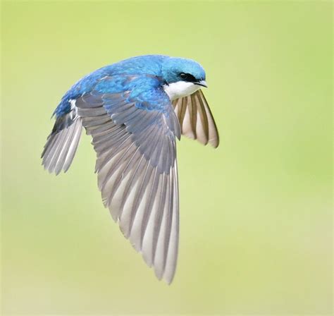 Tree Swallow In Flight Tree Swallow In Flight