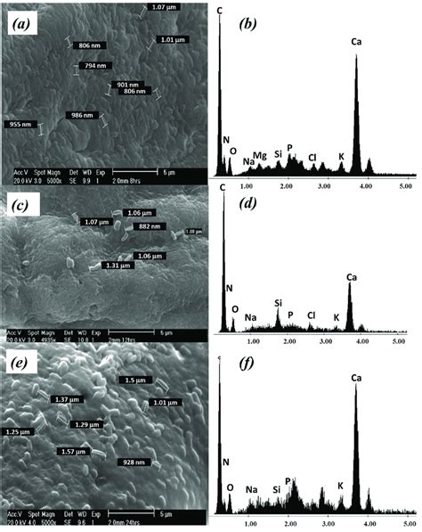 P Koreensis Supported On Alginate Beads At Different Time A Meb And Download Scientific
