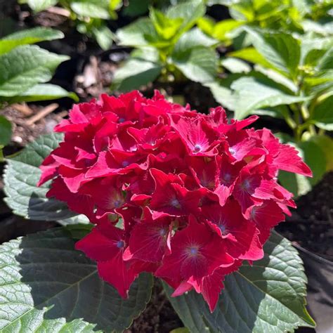 Hydrangea Macrophylla Hot Red®™ Lowensvlei Flower Farm